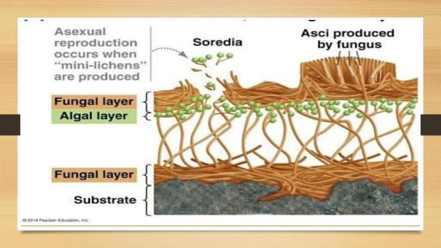 Characteristics of algea and lichens and their ecological importance ...