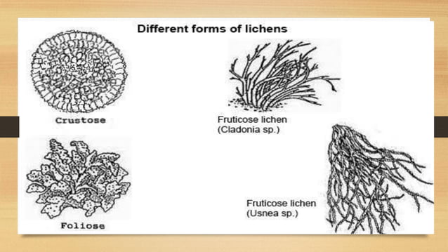 Characteristics of algea and lichens and their ecological importance ...