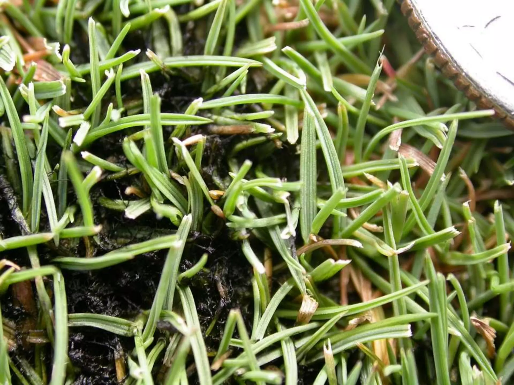 Algae management for golf course putting greens. | PPTX