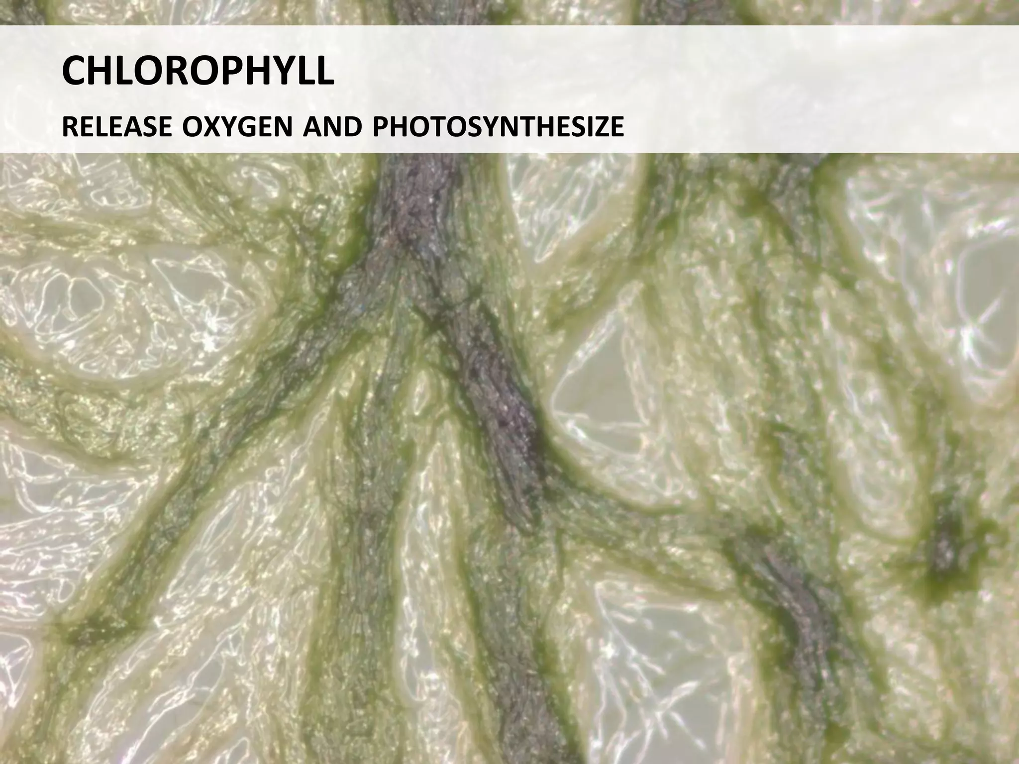 Algae management for golf course putting greens. | PPTX