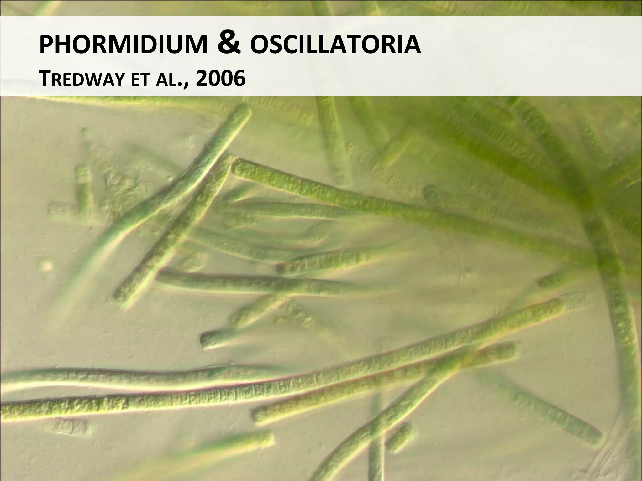 Algae management for golf course putting greens. | PPTX