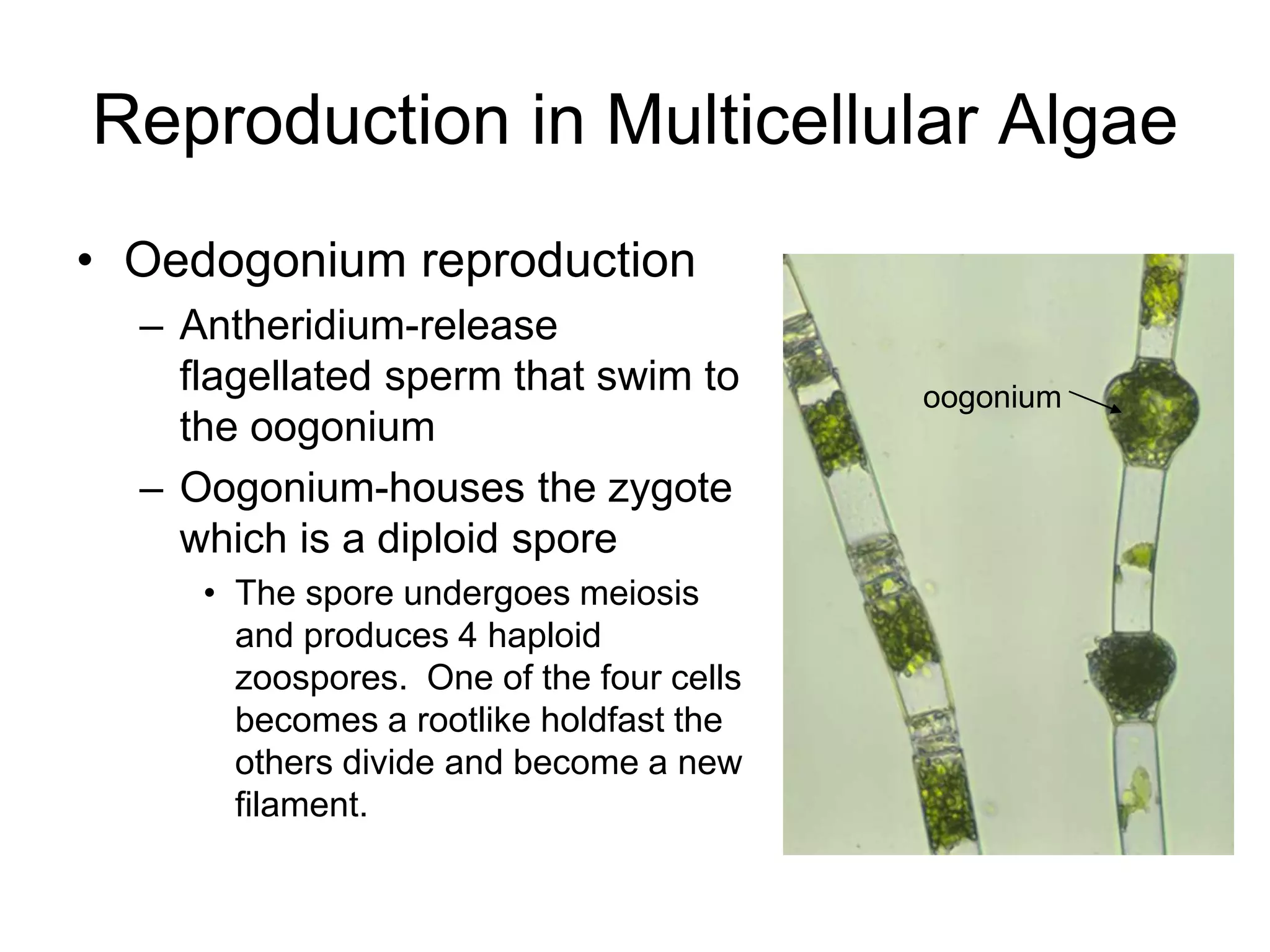 Algae aka Kingdom Thallophyta! | PPT