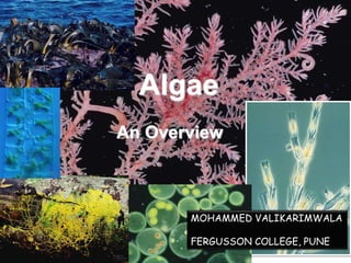 Algae aka Kingdom Thallophyta! | PPT