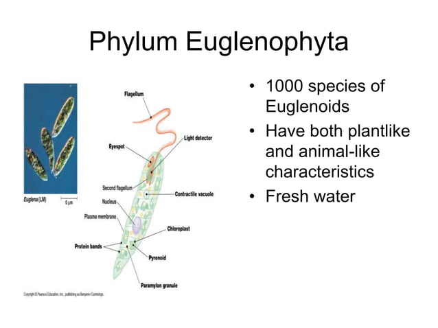 Algae aka Kingdom Thallophyta! | PPT