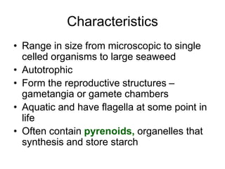 Algae aka Kingdom Thallophyta! | PPT