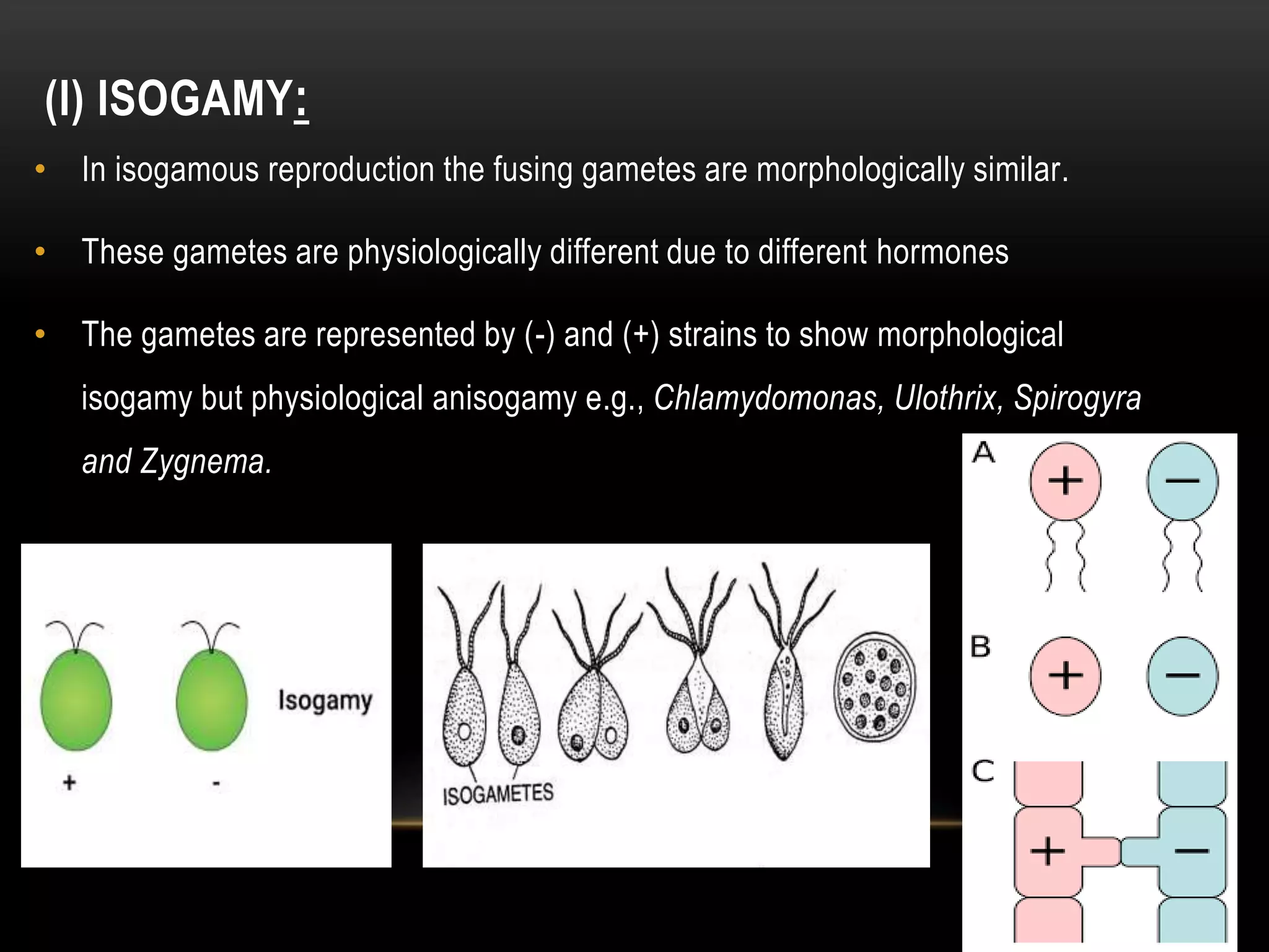 ALGAE PIGMENTATION RESERVE FOOD.pptx