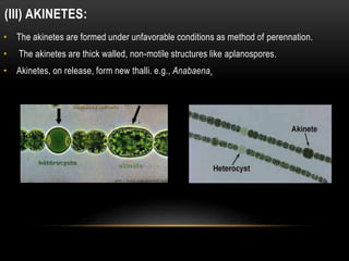 ALGAE PIGMENTATION RESERVE FOOD.pptx