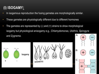 ALGAE PIGMENTATION RESERVE FOOD.pptx