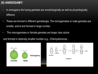 ALGAE PIGMENTATION RESERVE FOOD.pptx