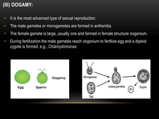 ALGAE PIGMENTATION RESERVE FOOD.pptx