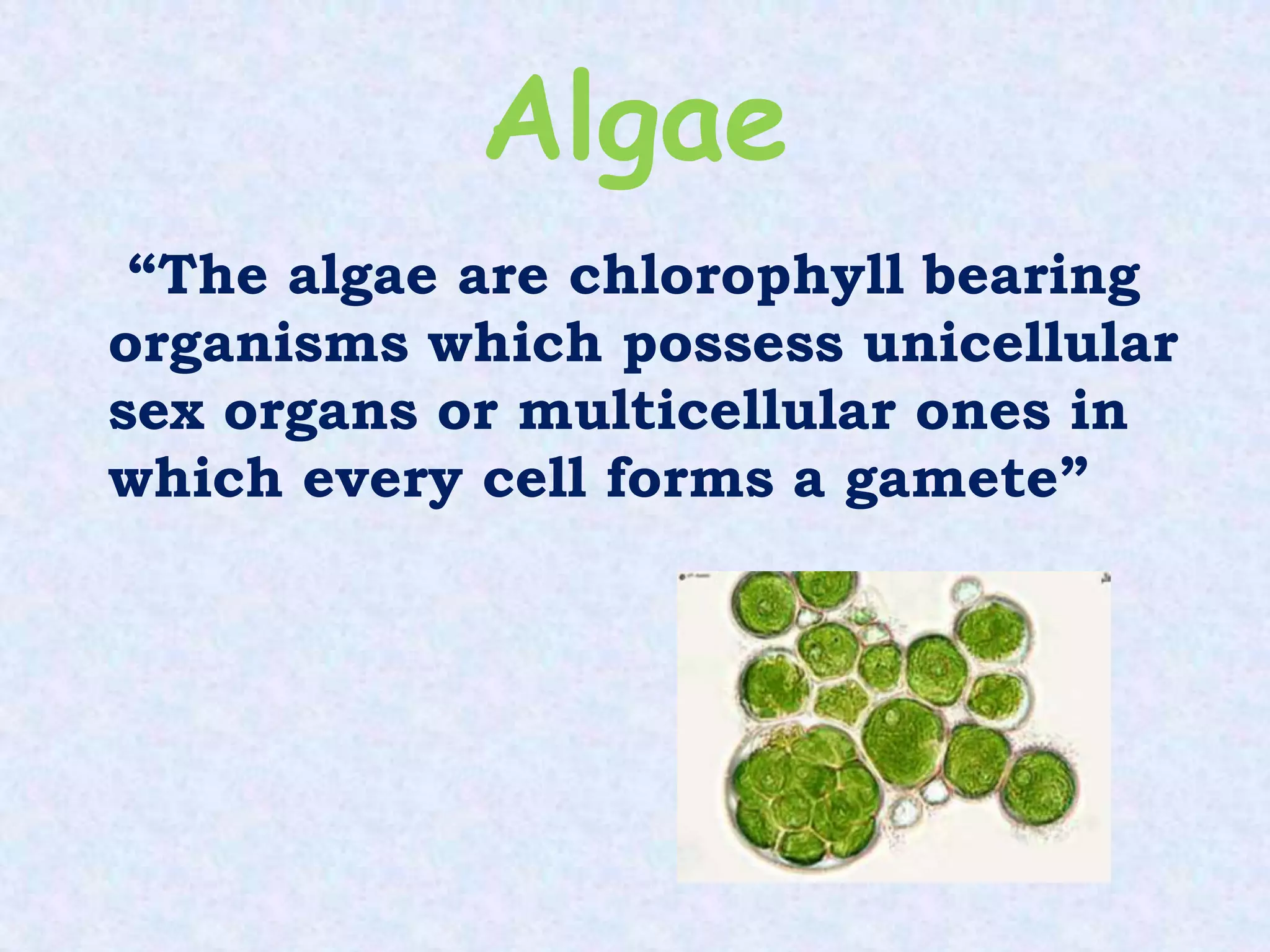 Classification of Algae | PPTX