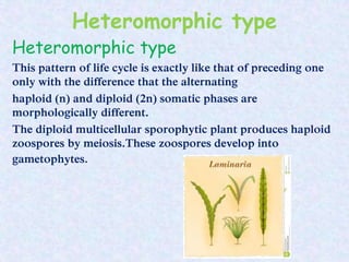 Classification of Algae | PPTX