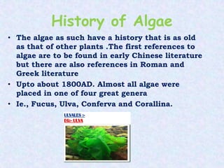 Classification of Algae | PPTX