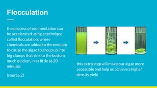 Algae presentation | PPTX