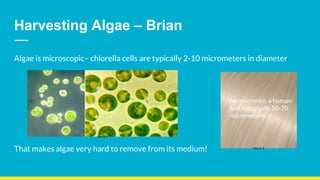 Algae presentation | PPTX
