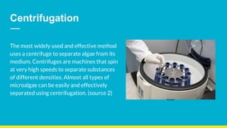 Algae presentation | PPTX | Nutrition | Healthy Living