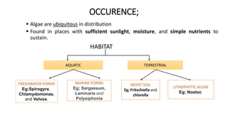 ALGAE & PROTOZOA1 seminar prepared by student.pptx | Biological ...