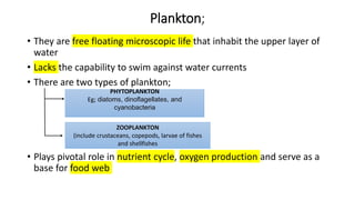 ALGAE & PROTOZOA1 seminar prepared by student.pptx | Biological ...