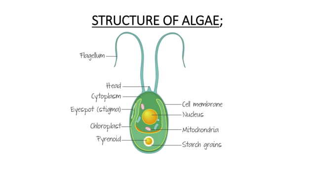 ALGAE & PROTOZOA1 seminar prepared by student.pptx