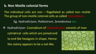 Algae Range of thallus BSc part I Semester I BOTANY.pptx