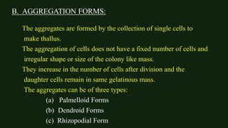 Algae Range of thallus BSc part I Semester I BOTANY.pptx