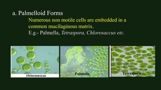 Algae Range of thallus BSc part I Semester I BOTANY.pptx