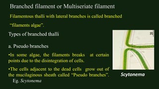 Algae Range of thallus BSc part I Semester I BOTANY.pptx