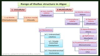 Algae Range of thallus BSc part I Semester I BOTANY.pptx