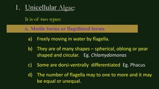 Algae Range of thallus BSc part I Semester I BOTANY.pptx