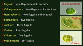 Algae Range of thallus BSc part I Semester I BOTANY.pptx