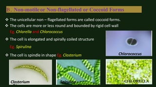 Algae Range of thallus BSc part I Semester I BOTANY.pptx