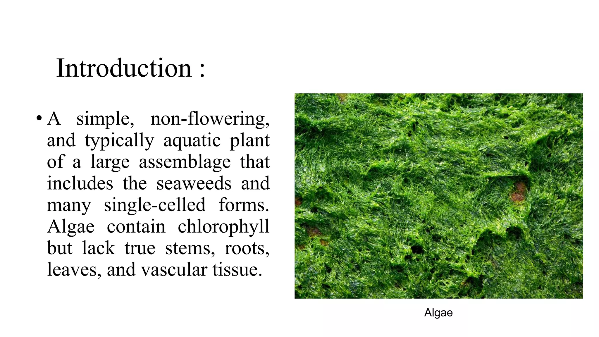 Algae resource potemtial and commercial utility.pptx