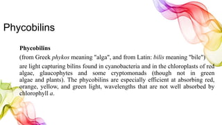 Algae resource potemtial and commercial utility.pptx