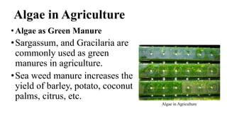Algae resource potemtial and commercial utility.pptx