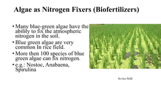 Algae resource potemtial and commercial utility.pptx