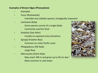 Algae seaweeds | PPTX