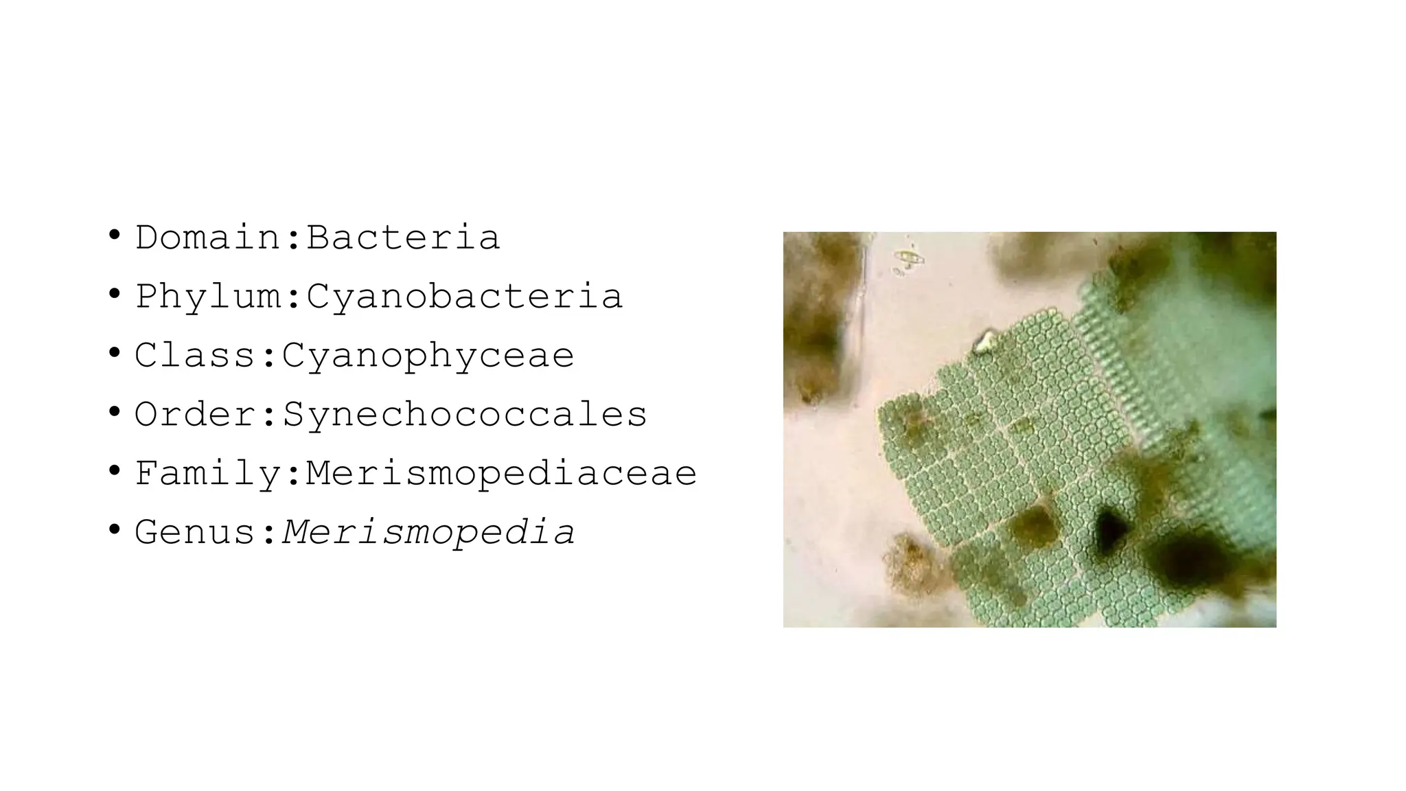 algae sec1 for microbiology student ppt | PPTX