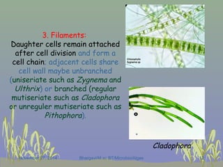Algae seminar | PPT