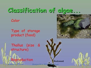 Algae seminar | PPT