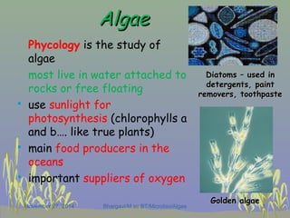 Algae seminar | PPT