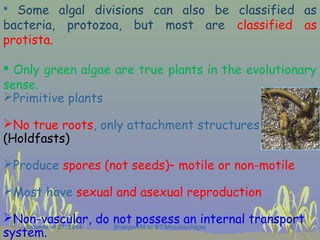 Algae seminar | PPT