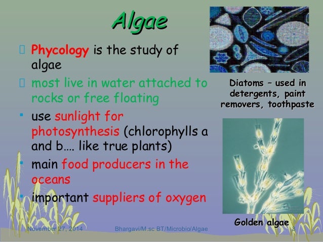 Characters Of Algae Explained With Diagram