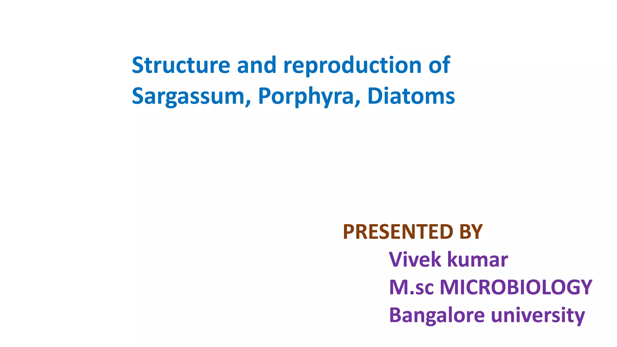 Algae (Sargassam , Porphyra , and Diatoms) | PPTX