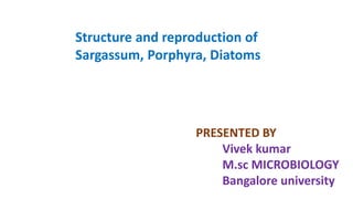 Algae (Sargassam , Porphyra , and Diatoms) | PPTX