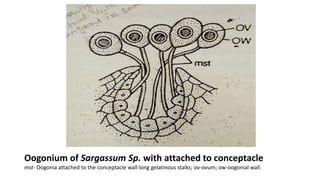 Algae (Sargassam , Porphyra , and Diatoms) | PPTX