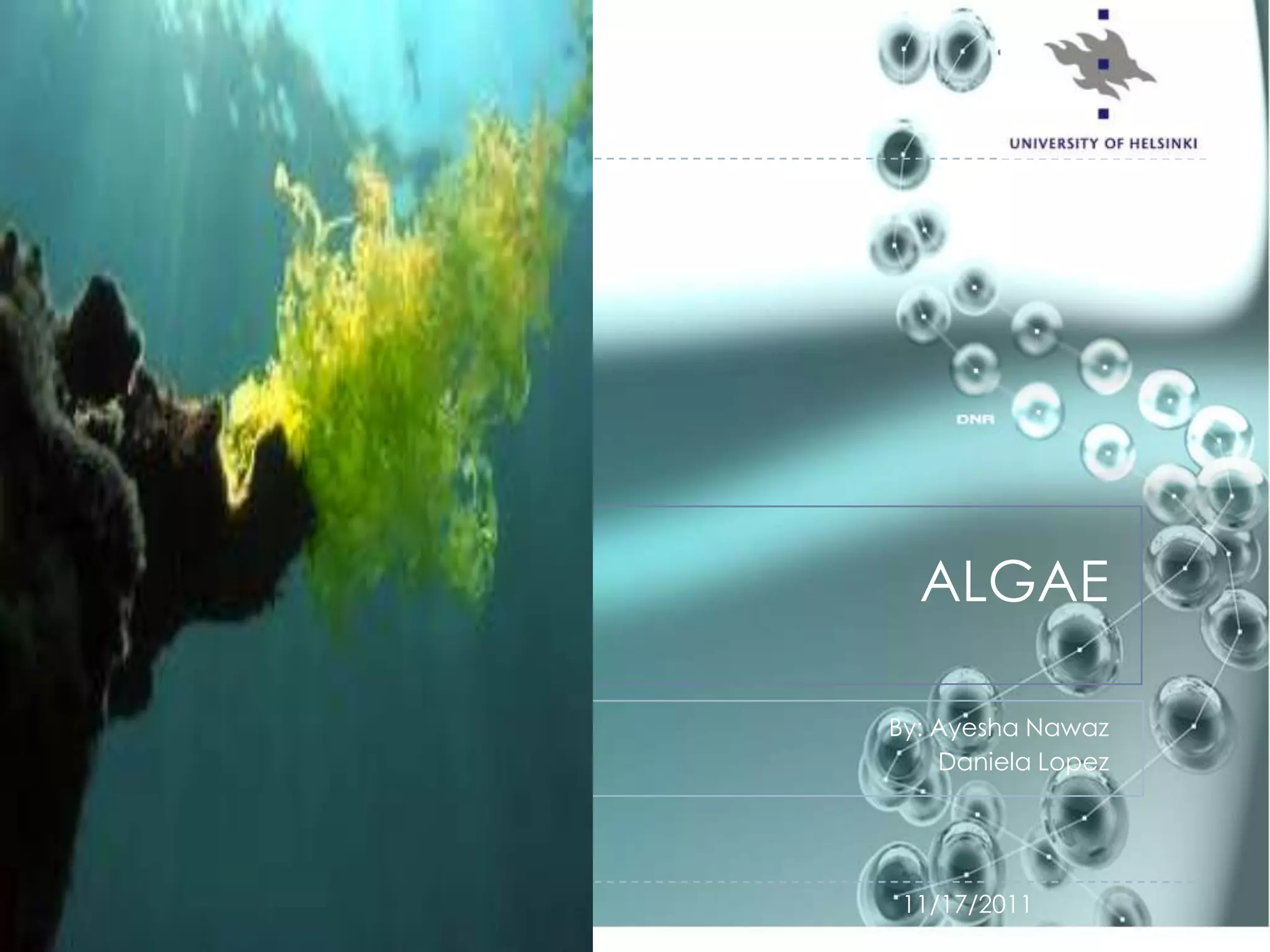 Marine Biotechnology/Algae | PPTX