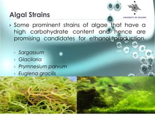 Marine Biotechnology/Algae | PPTX