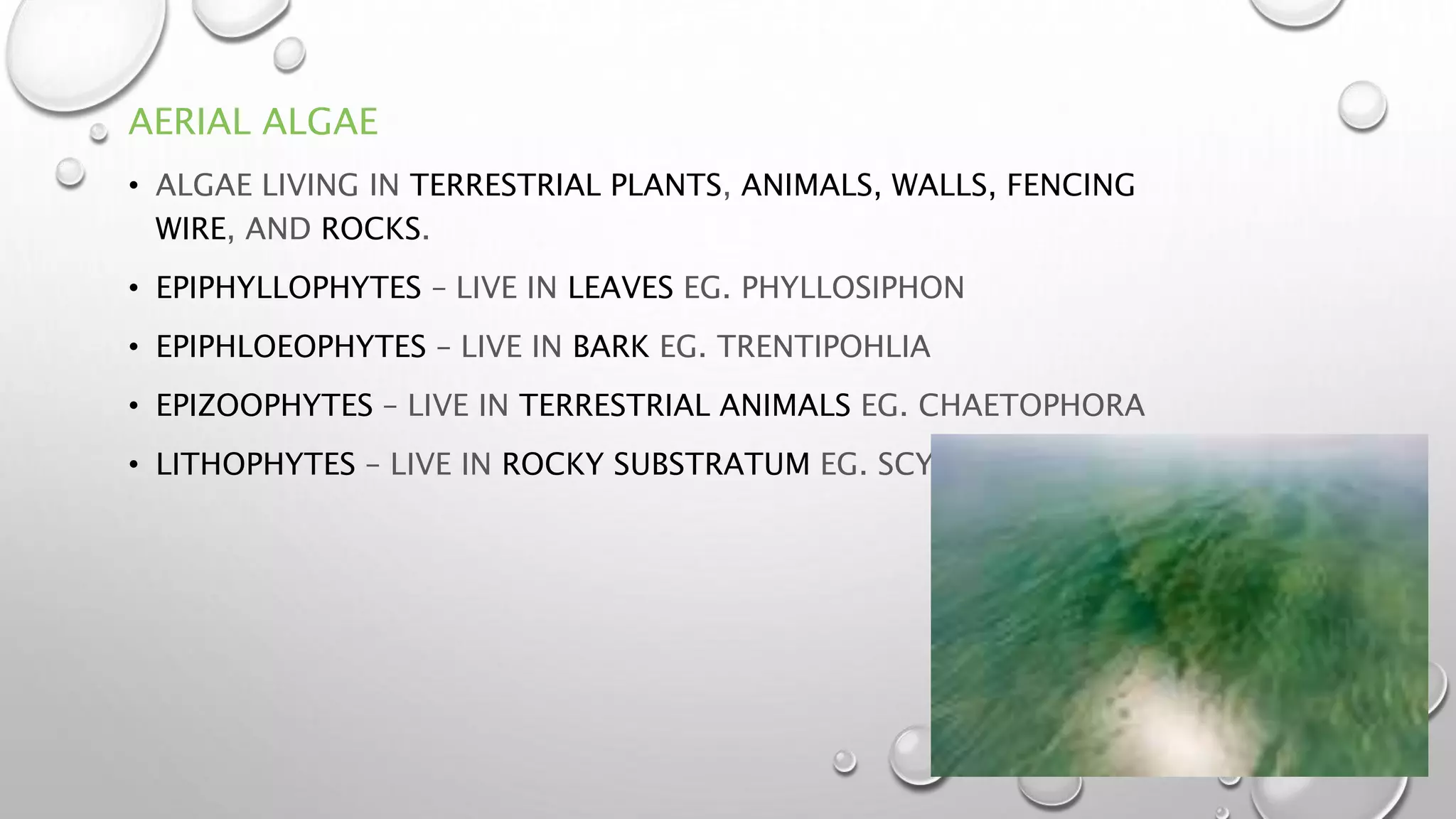 algae uses of algae types of algae reproduction of algae | PPT