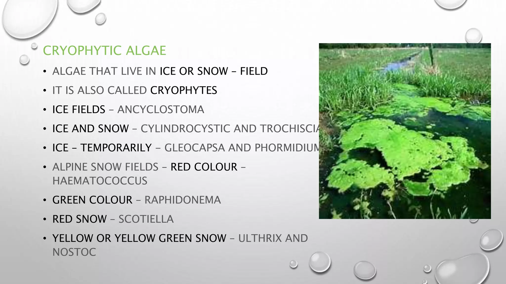 algae uses of algae types of algae reproduction of algae | PPT
