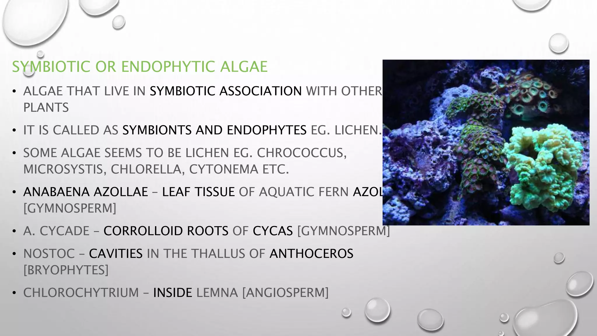 algae uses of algae types of algae reproduction of algae | PPT